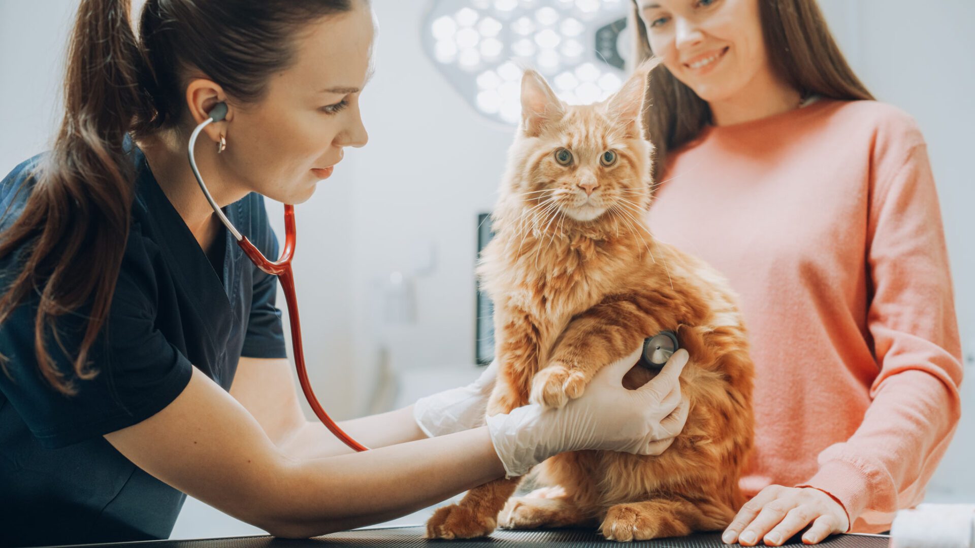 Wellness Plans | Veterinarian In Harrisburg